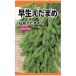 サヤつき抜群の早生の多収穫種_OCAHOL_サヤつき抜群の早生の多収穫種_OCAHOL_インテリア・家具・収納 ＞ 屋外用品・ガーデニング ＞ ガーデニング・造園用品 ＞ その他 ガーデニング用品
