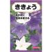 花は白と紫の二品原産種、切り花向き_OCAHOL_花は白と紫の二品原産種、切り花向き_OCAHOL_インテリア・家具・収納 ＞ 屋外用品・ガーデニング ＞ ガーデニング・造園用品 ＞ その他 ガーデニング用品