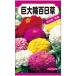 カラフルな大輪の花が美しい　切り花向き_OCAHOL_カラフルな大輪の花が美しい。切り花向き。_OCAHOL_インテリア・家具・収納 ＞ 屋外用品・ガーデニング ＞ ガーデニング・造園用品 ＞ その他 ガーデニング用品