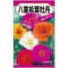 色鮮やかな可愛い花が次々と咲く　花壇向き_OCAHOL_色鮮やかな可愛い花が次々と咲く。花壇向き。_OCAHOL_インテリア・家具・収納 ＞ 屋外用品・ガーデニング ＞ ガーデニング・造園用品 ＞ その他 ガーデニング用品