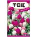 ドライフラワーとして人気者！切り花向き_OCAHOL_ドライフラワーとして人気者！切り花向き。_OCAHOL_インテリア・家具・収納 ＞ 屋外用品・ガーデニング ＞ ガーデニング・造園用品 ＞ その他 ガーデニング用品