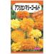 大輪咲のマリーゴールド　防虫に効果的_OCAHOL_大輪咲のマリーゴールド　防虫に効果的_OCAHOL_インテリア・家具・収納 ＞ 屋外用品・ガーデニング ＞ ガーデニング・造園用品 ＞ その他 ガーデニング用品