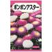花びらがびっしりの愛らしい花　切り花向き_OCAHOL_花びらがびっしりの愛らしい花　切り花向き_OCAHOL_インテリア・家具・収納 ＞ 屋外用品・ガーデニング ＞ ガーデニング・造園用品 ＞ その他 ガーデニング用品