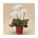 華やかで清潔感のある3本仕立てのミディ胡蝶蘭。_OCAHOL_通常の胡蝶蘭をコンパクトサイズに仕立てた白のミディ胡蝶蘭です。日比谷花壇が厳選し、ミディ胡蝶蘭の中でも大ぶりな花姿のものをお届けいたします。気品があり、花持ちも良く、置き場所に困...