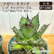 OKABE GREEN JewelryPlant - Yahoo!ショッピング