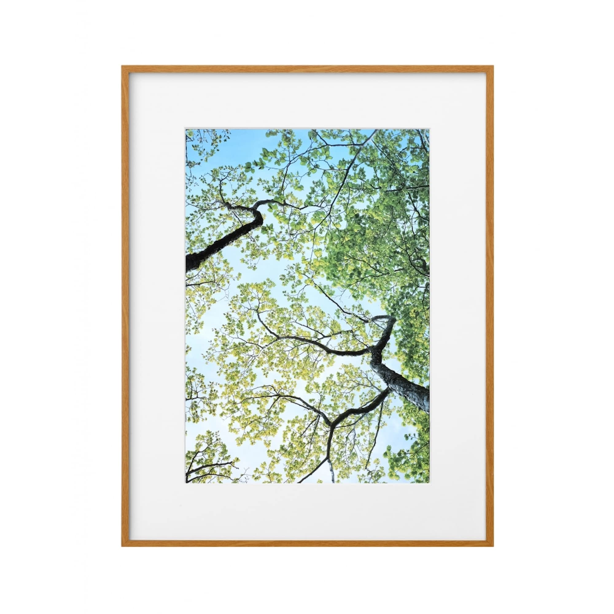 Yahoo!オークション- ZEROフレーム G-01 A3 FZG01-A3NT （ナチュラル） の製品情報