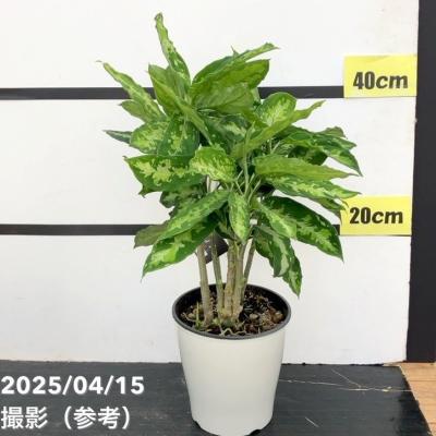 アグラオネマ ピクタム(観葉植物)の商品一覧 | 花 アグラオネマ ピクタム(観葉植物)の商品一覧 | 花