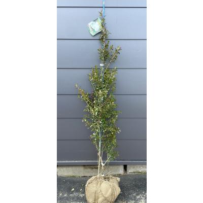 ギンバイカ(苗木、植木)の商品一覧 | 花、ガーデニング 通販 ギンバイカ(苗木、植木)の商品一覧 | 花、ガーデニング 通販