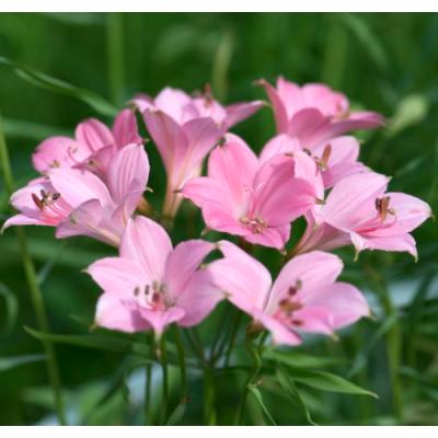 アルストロメリア 球根(花、ガーデニング)の商品一覧 通販 アルストロメリア 球根(花、ガーデニング)の商品一覧 通販
