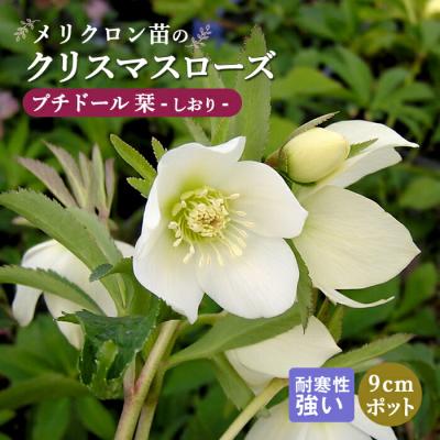 クリスマスローズ 苗(花の苗)の商品一覧|苗 | 花 クリスマスローズ 苗(花の苗)の商品一覧|苗 | 花