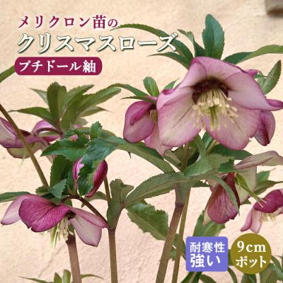 クリスマスローズ(花、ガーデニング)の商品一覧 通販 - Yahoo クリスマスローズ(花、ガーデニング)の商品一覧 通販 - Yahoo