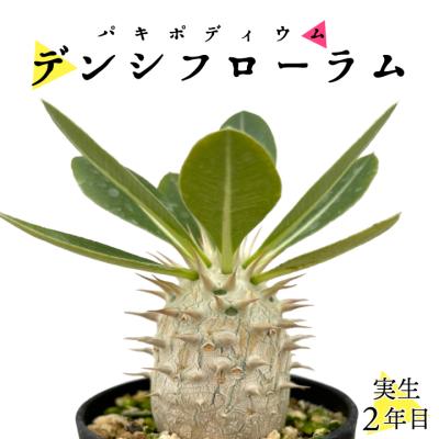 パキポディウム 実生の商品一覧 通販 - Yahoo!ショッピング パキポディウム 実生の商品一覧 通販 - Yahoo!ショッピング