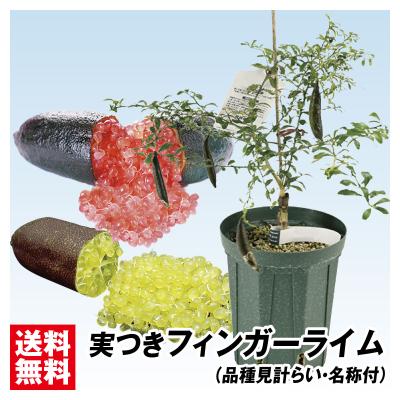 フィンガーライム(苗木、植木)の商品一覧 | 花、ガーデニング フィンガーライム(苗木、植木)の商品一覧 | 花、ガーデニング