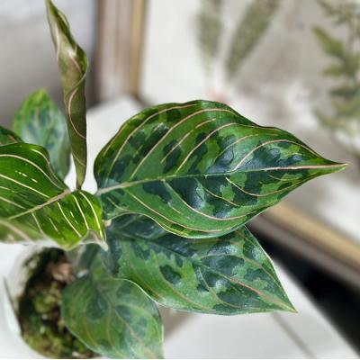 アグラオネマ ピクタム(観葉植物)の商品一覧 | 花 アグラオネマ ピクタム(観葉植物)の商品一覧 | 花