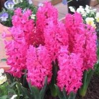 ヒヤシンス 球根(花の球根)の商品一覧|球根、種芋 | 花 ヒヤシンス 球根(花の球根)の商品一覧|球根、種芋 | 花