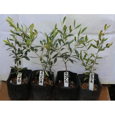 果樹の苗、苗木(果樹種類:オリーブ)|苗木、植木|花 果樹の苗、苗木(果樹種類:オリーブ)|苗木、植木|花