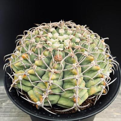 サボテンギムノカリキウムの商品一覧 通販 - Yahoo!ショッピング サボテンギムノカリキウムの商品一覧 通販 - Yahoo!ショッピング