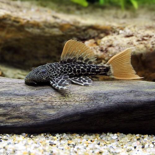 チャーム charm ヤフー店 - トリムプレコ・マグナムプレコ系｜Yahoo!ショッピング