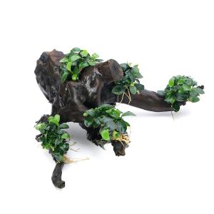 チャーム charm ヤフー店 - 一点物（水草）｜Yahoo!ショッピング