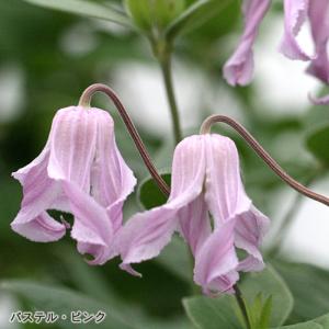 フラワーネット日本花キ流通 - 春日井園芸センター（クレマチス）｜Yahoo!ショッピング