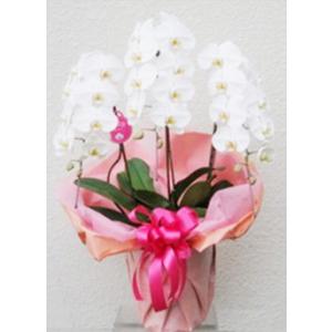 花番地 Yahoo!ショップ - 胡蝶蘭＜ファレノプシス＞（鉢物）｜Yahoo!ショッピング