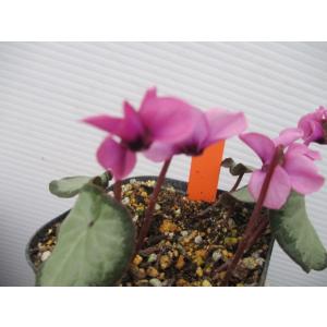 現品】【原種シクラメン・コーム(コウム)変わり花(多弁花系 現品】【原種シクラメン・コーム(コウム)変わり花(多弁花系