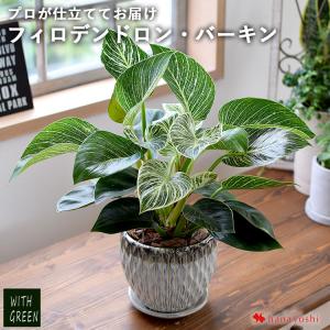 フラワーマーケット花由 - 観葉植物（形態で選ぶ）｜Yahoo!ショッピング