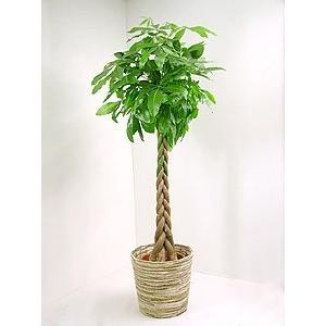 観葉植物 パキラ 中鉢(8号) 鉢皿付き 贈り物 ギフト 贈答 観葉植物 パキラ 中鉢(8号) 鉢皿付き 贈り物 ギフト 贈答
