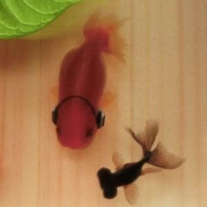 らんちゅう ランチュウ 金魚 ペット用品 生き物 生体アート らんちゅう ランチュウ 金魚 ペット用品 生き物 生体アート