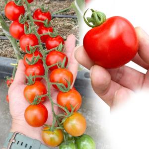 種 野菜たね トマト F1サクラハニー 1袋(8粒) 野菜種 国華園 種 野菜たね トマト F1サクラハニー 1袋(8粒) 野菜種 国華園