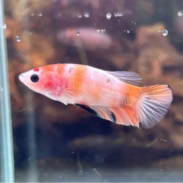 有限会社高知熱帯魚サービス - ベタ｜Yahoo!ショッピング