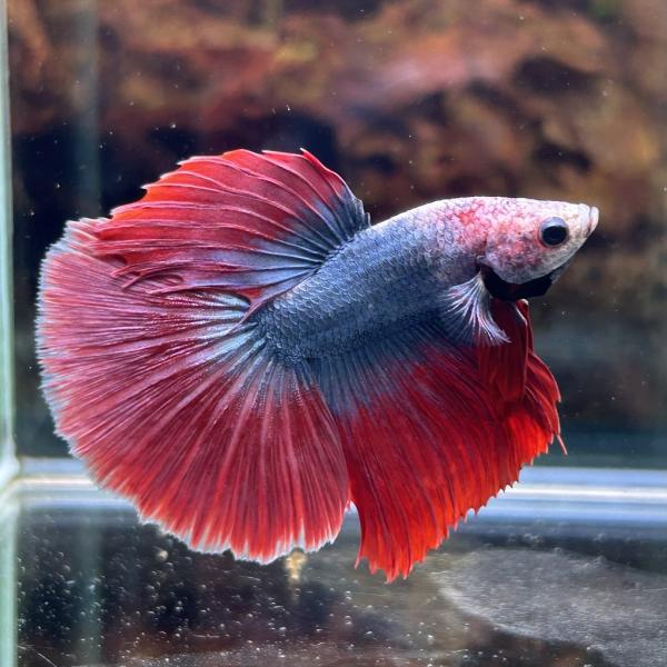 有限会社高知熱帯魚サービス - ベタ｜Yahoo!ショッピング