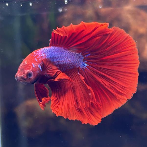 有限会社高知熱帯魚サービス - ベタ｜Yahoo!ショッピング