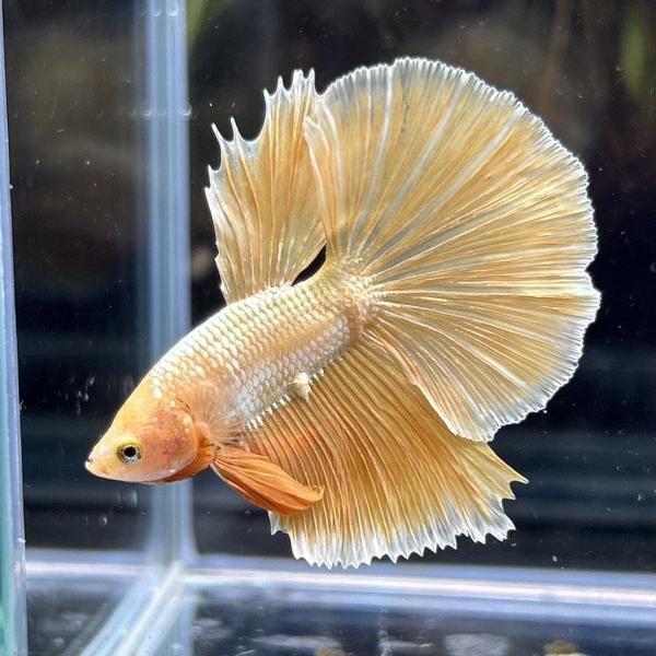 有限会社高知熱帯魚サービス - ベタ｜Yahoo!ショッピング