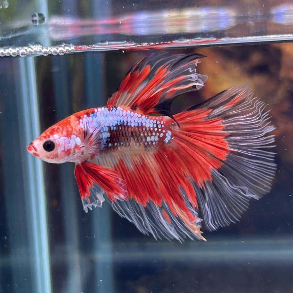 有限会社高知熱帯魚サービス - ベタ｜Yahoo!ショッピング