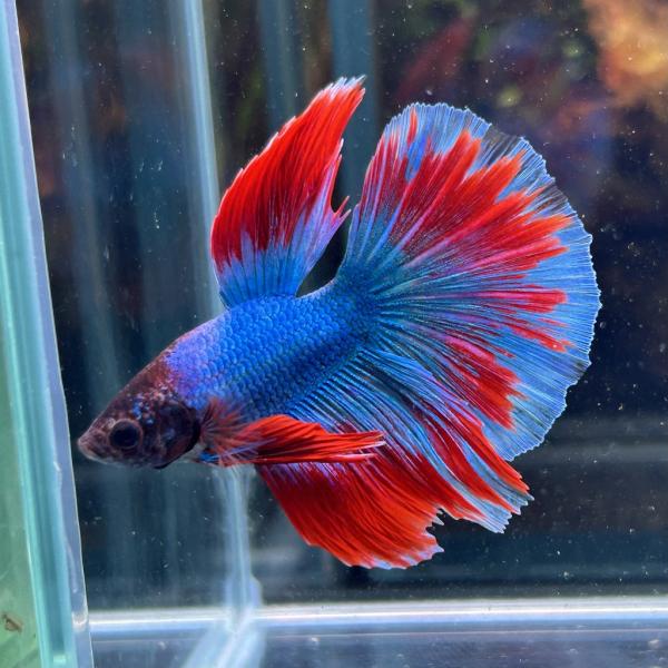 有限会社高知熱帯魚サービス - ベタ｜Yahoo!ショッピング