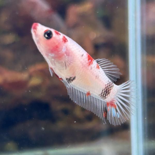 有限会社高知熱帯魚サービス - ベタ｜Yahoo!ショッピング