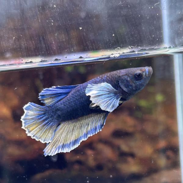 有限会社高知熱帯魚サービス - ベタ｜Yahoo!ショッピング