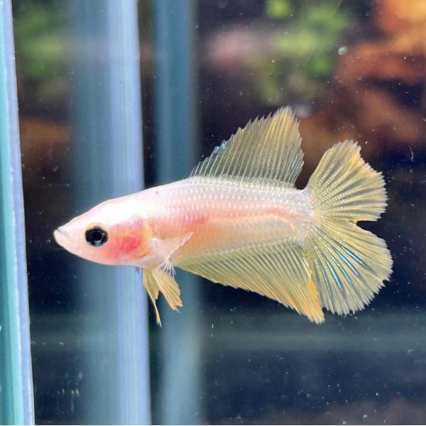 有限会社高知熱帯魚サービス - ベタ｜Yahoo!ショッピング