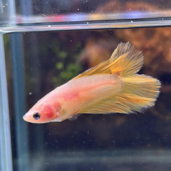 有限会社高知熱帯魚サービス - ベタ｜Yahoo!ショッピング