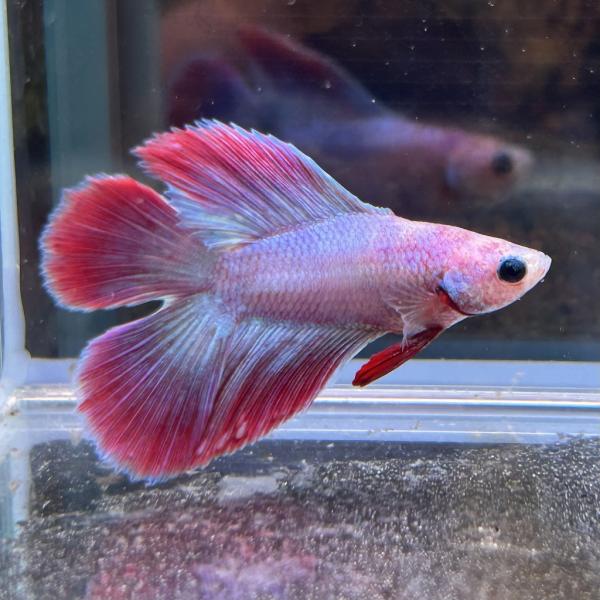 有限会社高知熱帯魚サービス - ベタ｜Yahoo!ショッピング