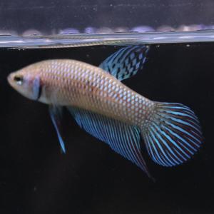 有限会社高知熱帯魚サービス - ワイルドベタ オス♂（ベタ）｜Yahoo!ショッピング