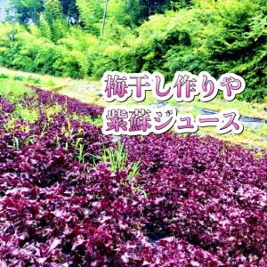 赤紫蘇1.5kg 自然栽培 農薬不使用 ジュース 葉 無添加 :akajiso:日本農園 - 通販 - Yahoo!ショッピング