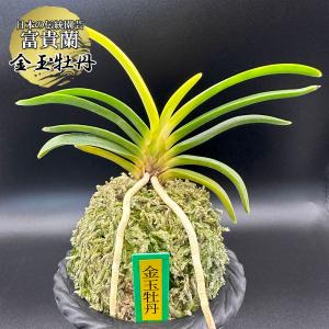 富貴蘭 金玉牡丹 キンギョクボタン S50フウキラン フウラン :fu-79:OKABE GREEN JewelryPlant - 通販 - Yahoo!ショッピング