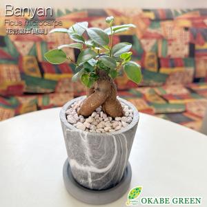 OKABE GREEN JewelryPlant - ガジュマル（植物の種類で選ぶ）｜Yahoo!ショッピング