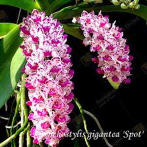 サンサンオーキッド - Rhynchostylis（リンコスティリス）｜Yahoo!ショッピング