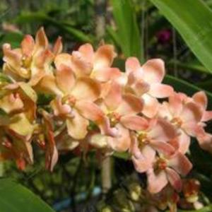 サンサンオーキッド - Rhynchostylis（リンコスティリス）｜Yahoo!ショッピング