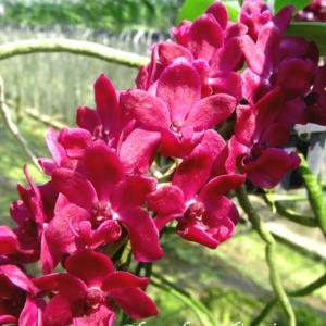 サンサンオーキッド - Rhynchostylis（リンコスティリス）｜Yahoo!ショッピング