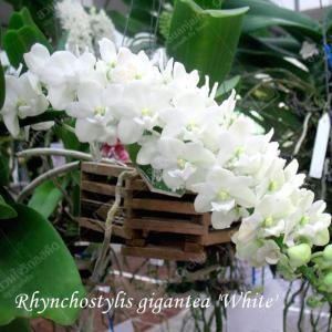 サンサンオーキッド - Rhynchostylis（リンコスティリス）｜Yahoo!ショッピング