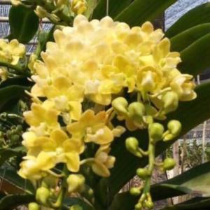 サンサンオーキッド - Rhynchostylis（リンコスティリス）｜Yahoo!ショッピング